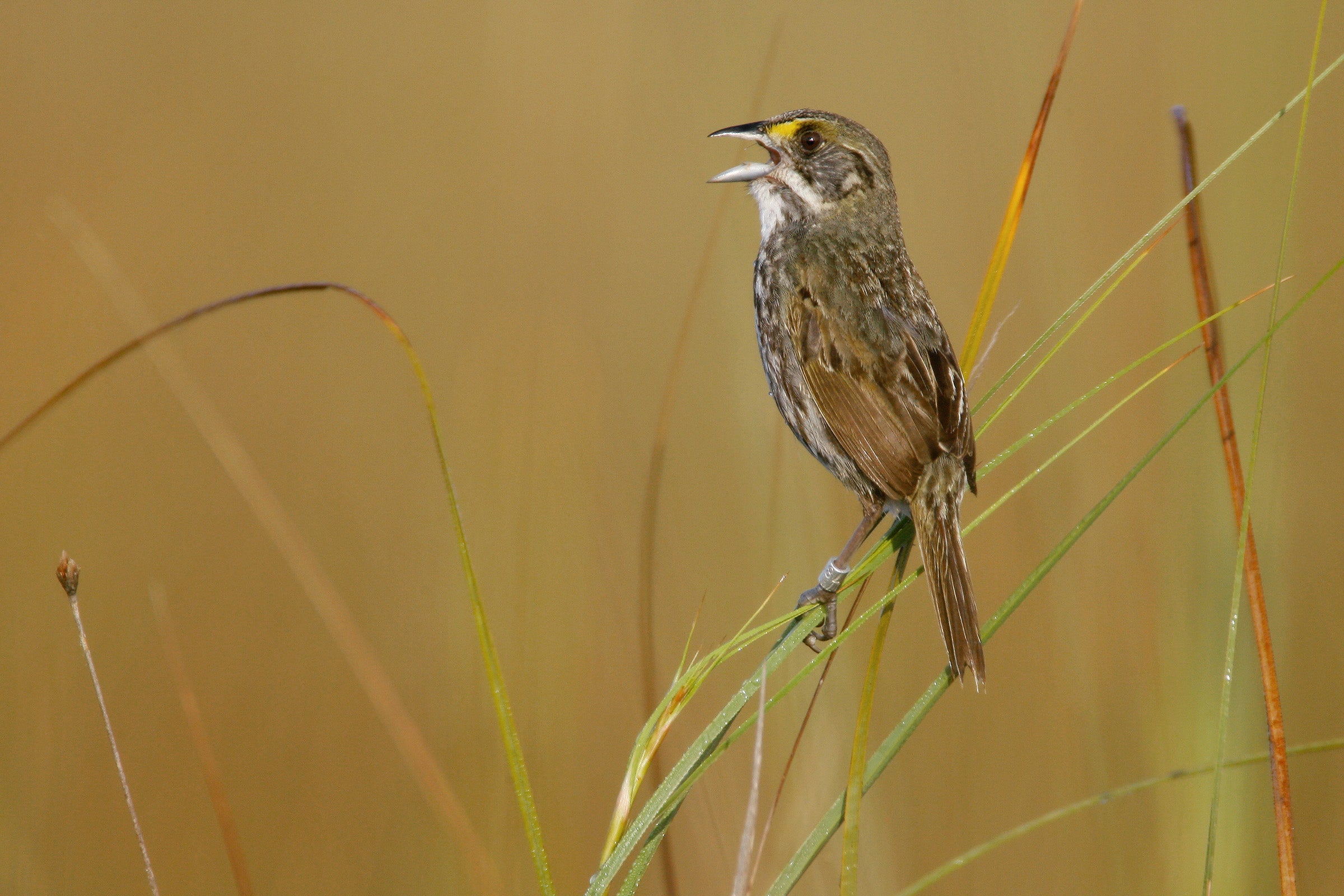 Seaside Sparrow | Audubon